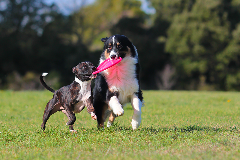 Animal Hospital and Urgent Care - Freddie's Place