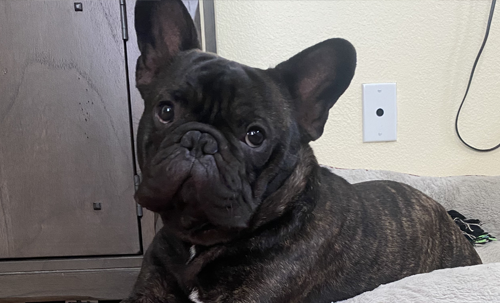 Congratulations to our Patient of the Month Gremlin! - Freddie's Place